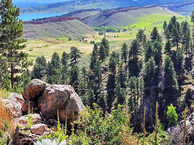 Ponderosa pines frame this stunning valley view at Lory State Park, where rolling meadows meet Horsetooth Reservoir's blue waters.