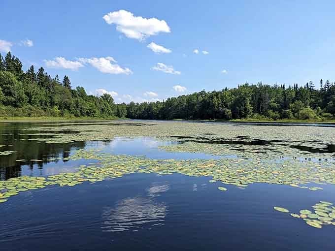 Lily pads floating on still water create a scene so peaceful you'll forget your phone exists.