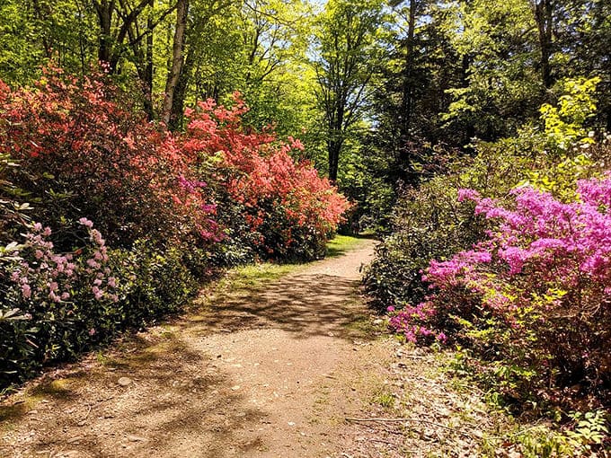 Azaleas and rhododendrons line this path like nature's welcome committee, dressed in their absolute Sunday best.