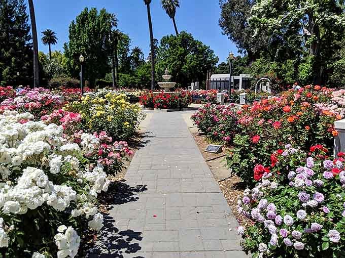 Rows of roses in every color imaginable, proving nature has better taste than any interior designer.