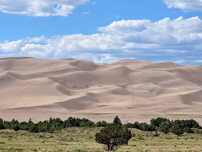 Rolling waves of sand frozen in time, with trees standing guard at the edge of impossibility.