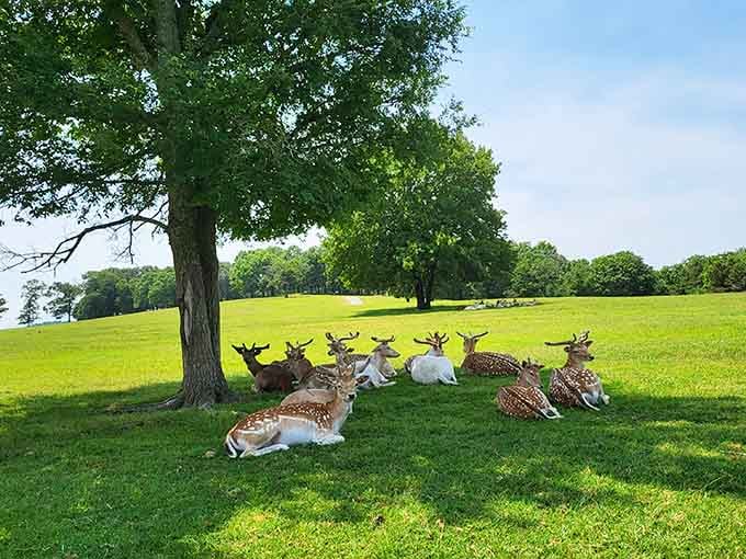 These deer seem to be having their own lazy Sunday meetup, proving that even massive horned beasts need downtime in the Missouri sunshine.