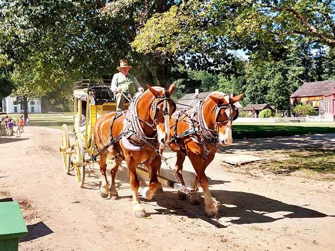These magnificent draft horses know their route better than your GPS knows yours, and they've never once asked for a software update.