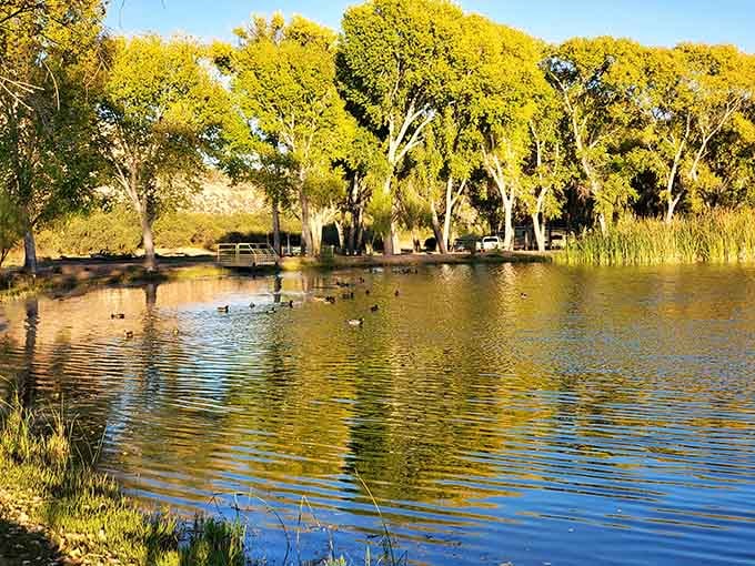 Golden cottonwoods reflecting on still water – this is the Arizona nobody expects to find.