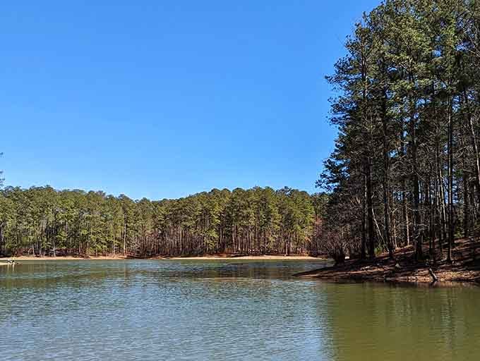 When the trees meet the water at Red Top Mountain, you get nature's version of the perfect room with a view.