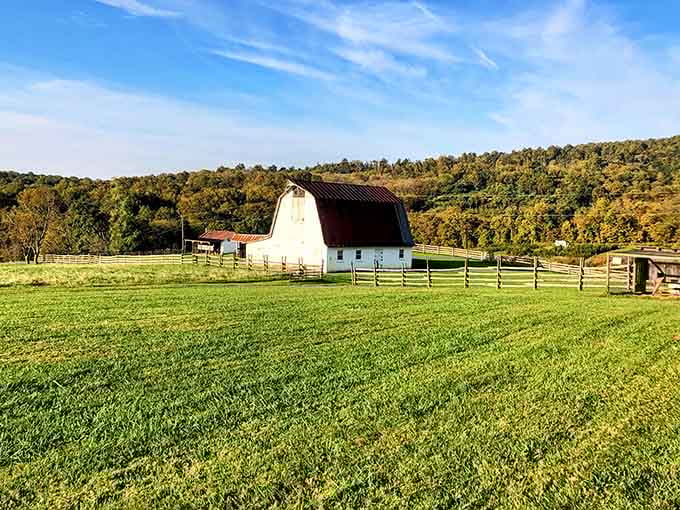 That classic white barn against green fields looks like someone's idealized screensaver come to life.