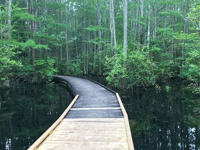 That boardwalk curves through the cypress swamp like an invitation to another world entirely.