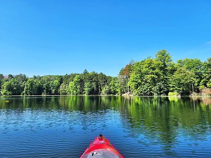The view from a kayak's-eye perspective &ndash; where the forest meets the water in a perfect Ohio handshake.