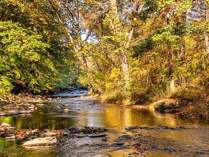 Golden hour at Ridley Creek &ndash; when the sunlight hits just right, turning ordinary creek stones into nature's jewelry display.