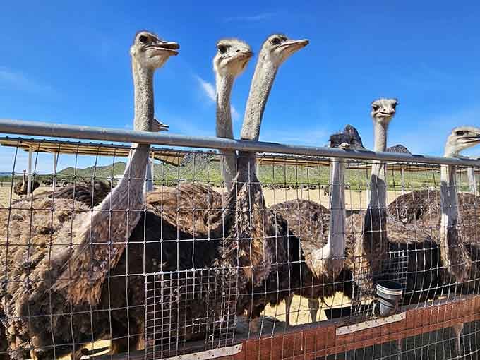 Those impossibly long necks stretching over the fence like feathered periscopes searching for snacks will never get old.