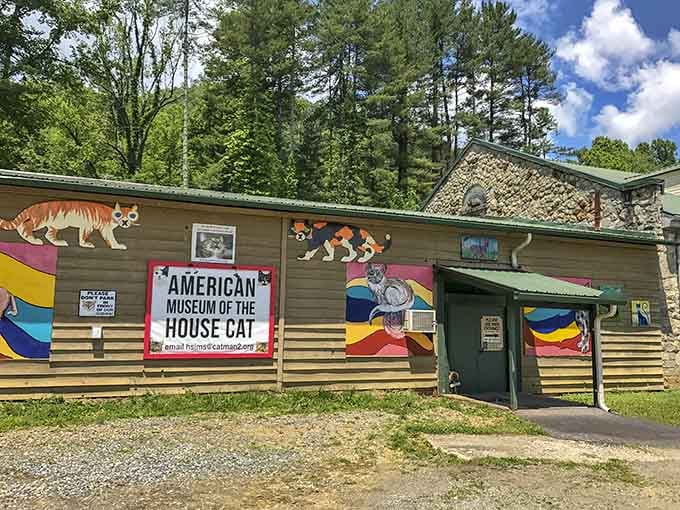 Even the building's exterior screams "we're serious about cats" with every painted whisker and colorful detail.