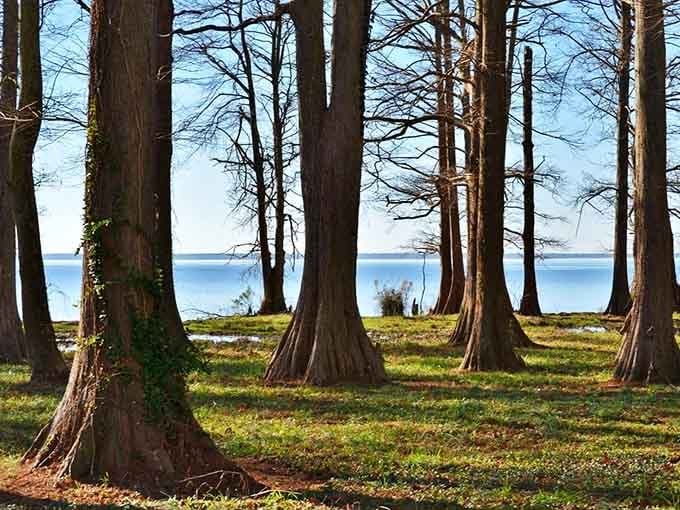 Those cypress knees rising from the shoreline like nature's own sculpture garden – timeless, mysterious, utterly captivating.