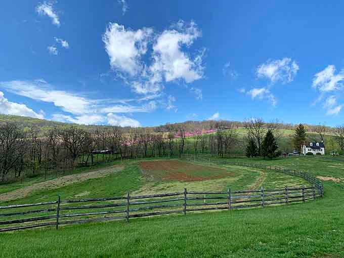 Spring at Sky Meadows turns the landscape into nature's own postcard, complete with pink blooms dotting the hills.