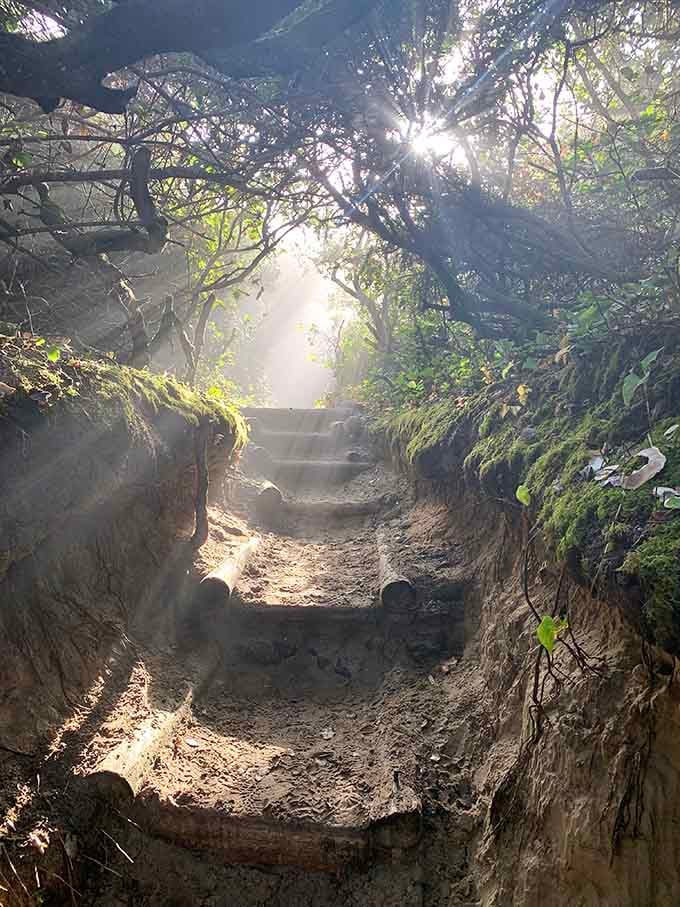 When sunlight breaks through the canopy like nature's own spotlight, you know you've found something special.