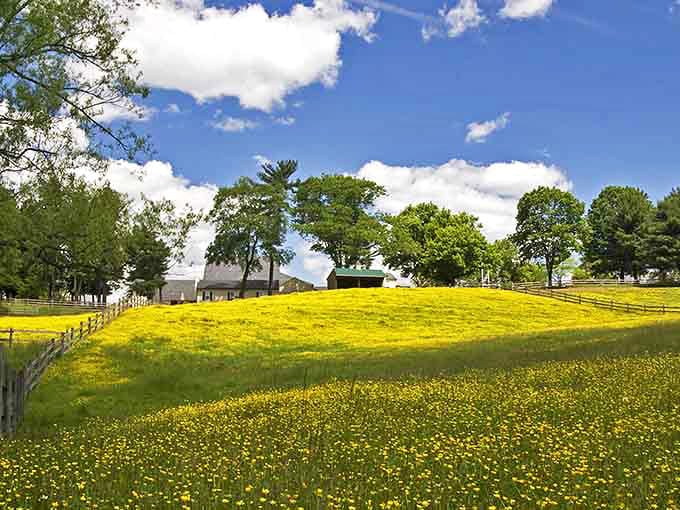 Field of dreams, Pennsylvania-style. Spring transforms these meadows into a sea of buttercups that would make even Monet reach for his paintbrush.