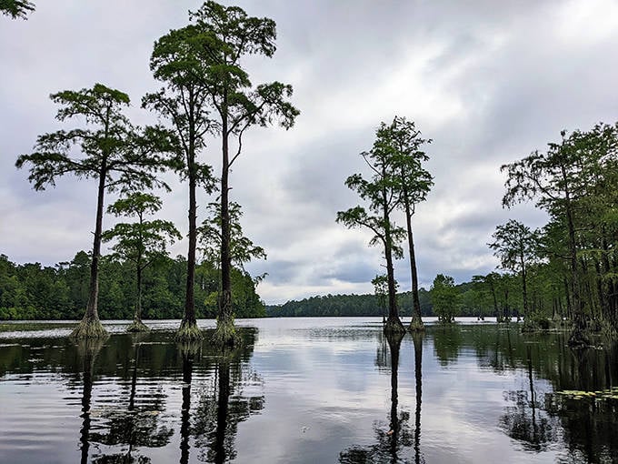 These cypress sentinels standing knee-deep in still waters create nature's hall of mirrors. Monet would've traded his water lilies for this view.