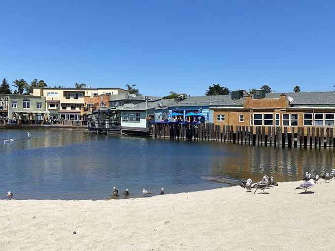 The historic wharf stretches into calm waters where seabirds gather like they're attending an important meeting.