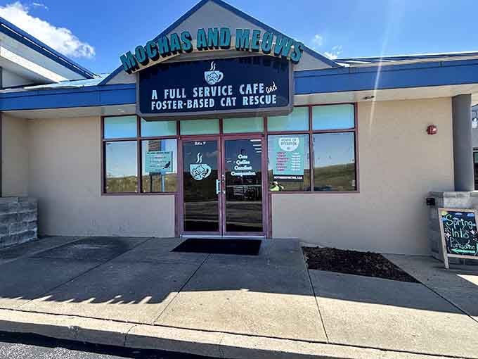 The blue and white exterior practically announces "happiness lives here," and those giant cat photos in the windows seal the deal.