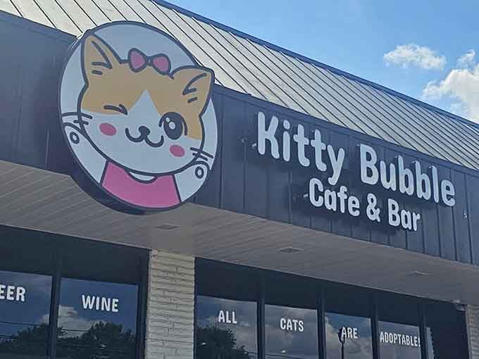 "All cats are adoptable" might be the most hopeful window message you'll see today, right up there.