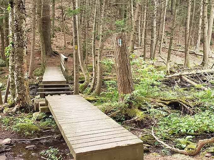 Those wooden boardwalks threading through the forest aren't just trails, they're your personal pathway to tranquility and moss-covered magic.