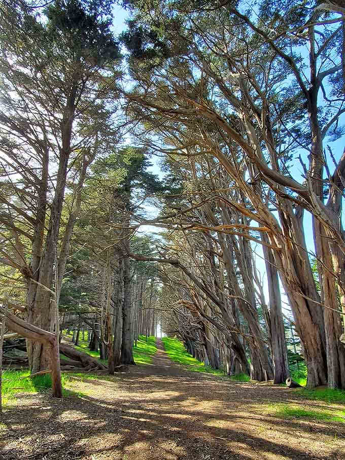 Nature's own cathedral arches overhead where cypress trees create a living tunnel that'll make you forget your phone exists.