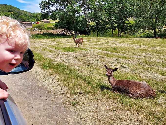 A curious child and a relaxed deer&mdash;this safari experience lets you get up close to nature.