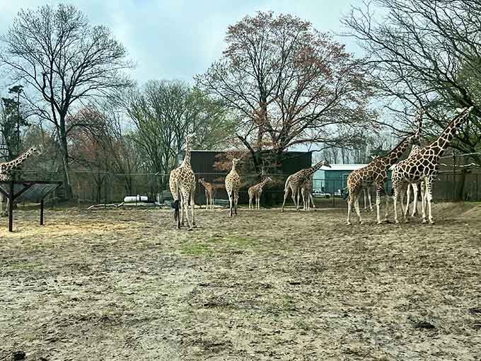 A tower of giraffes gathering in their winter habitat, looking like nature's most elegant committee meeting.