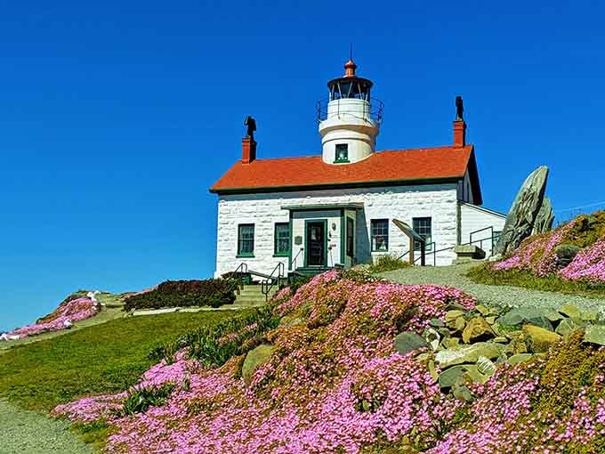 That white-and-red beauty perched on its rocky throne, surrounded by wildflowers that know how to make an entrance.