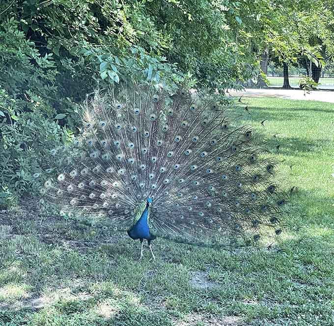 A peacock in full display mode, showing off like he's auditioning for a nature documentary about fabulous birds.