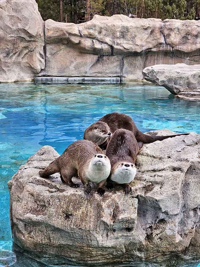 These otters huddle together for the world's most adorable family portrait, radiating pure joy and mischief.