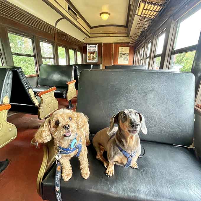 Even the dogs know this beats another walk around the block&mdash;vintage train rides welcome four-legged passengers too.