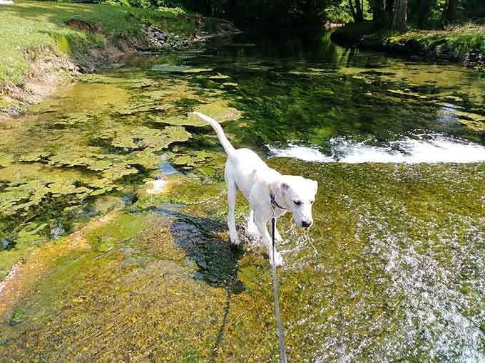 Even the four-legged family members get to enjoy the crystal-clear shallows on a warm Alabama day.
