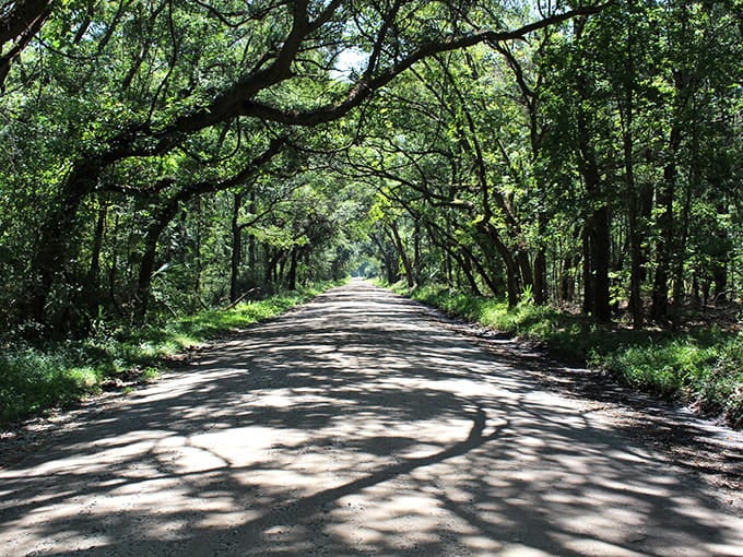The canopy-covered road to the ferry feels like driving through a living, breathing work of art.