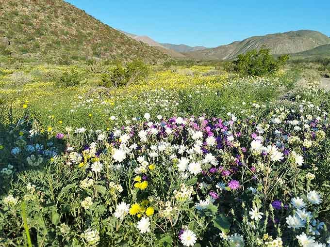 When the wildflowers decide to show up, they don't mess around with subtlety or restraint, bless them.