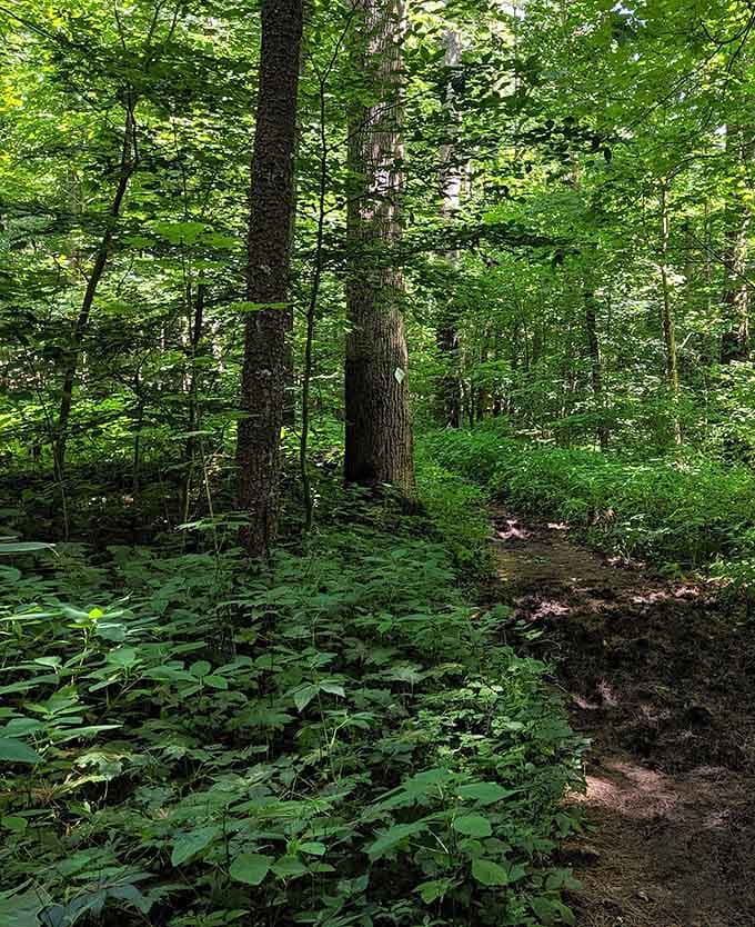 Forest trails where the only traffic jam involves deciding which beautiful path to take next.