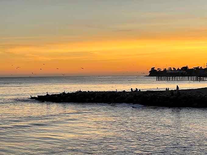 Golden hour turns the wharf into a silhouette while birds perform their evening aerial ballet overhead.