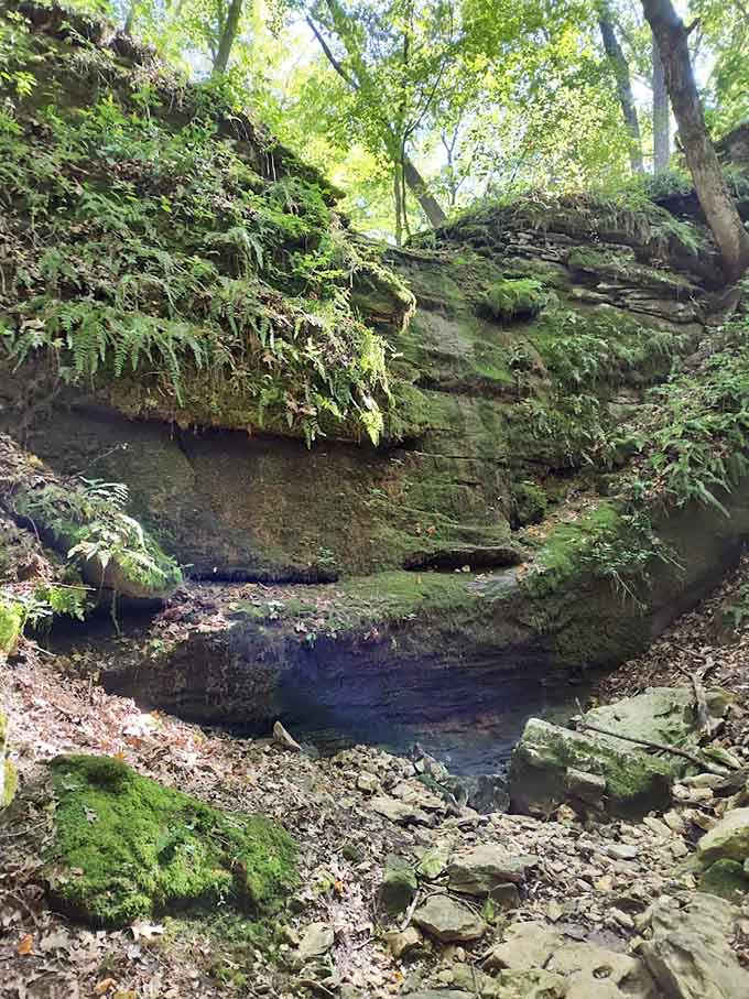 Moss-covered limestone and ferns create a scene straight from Jurassic Park, minus the velociraptors thankfully.