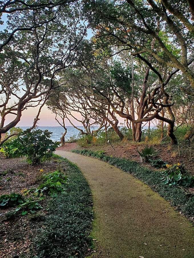 Twisted oaks frame a coastal path where garden meets sea in perfect harmony.