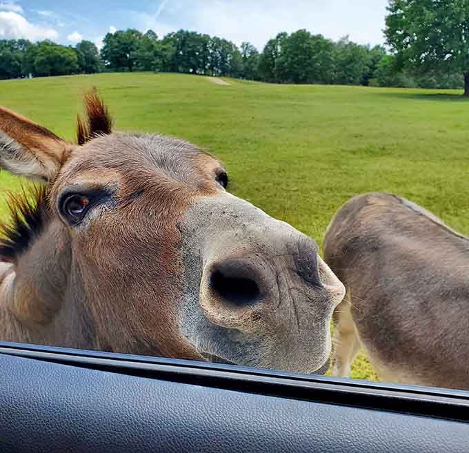 Excuse me, do you have a moment to talk about car insurance? This curious donkey performs the safari park's version of a drive-by hello.