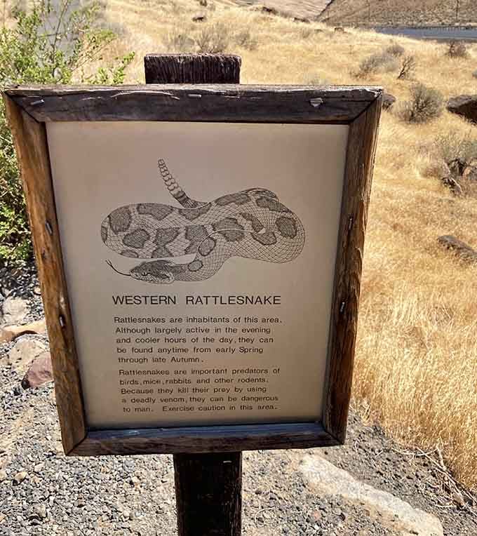 Fair warning: rattlesnakes live here too, because apparently ancient forests and stunning views weren't exciting enough on their own.