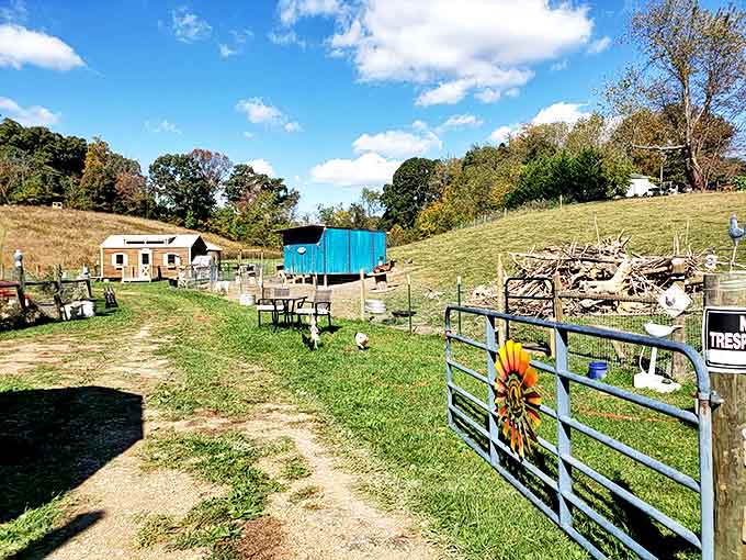 At Gnome Hollow Farms, free-range chickens and rustic charm offer a glimpse of rural living that makes city dwellers question their life choices.
