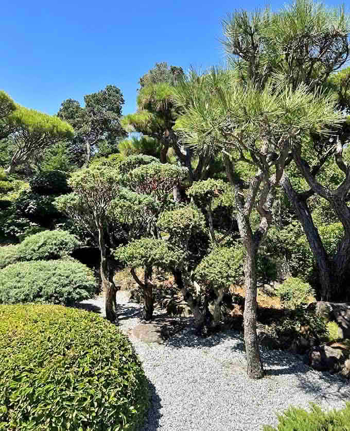 Meticulously pruned trees and raked gravel prove that sometimes perfection is worth the effort, unlike your lawn.