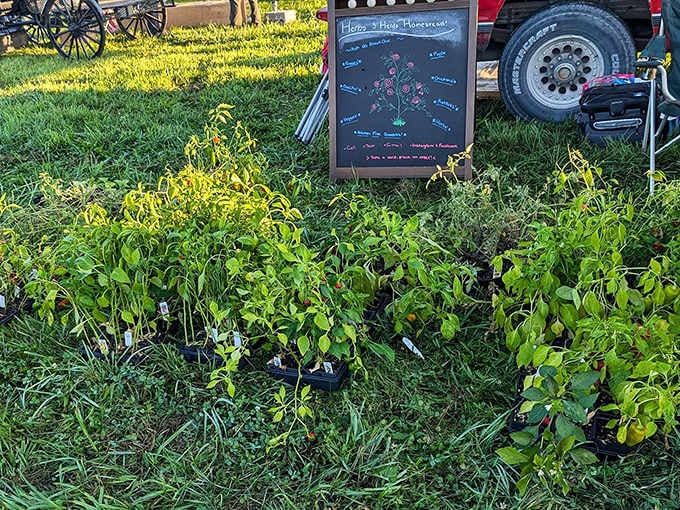 Future garden bounty awaits! These seedlings promise summer harvests and the bragging rights of saying, "I grew these myself."
