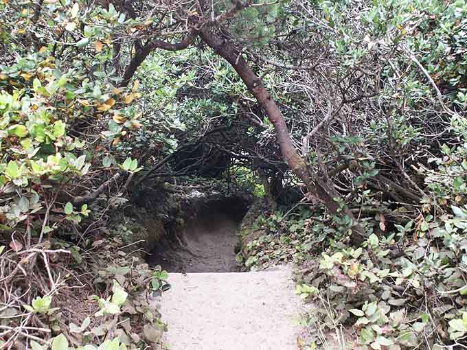 When branches create natural archways overhead, you're basically walking through Middle-earth's front door without the airfare.
