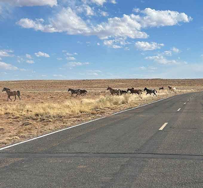 Wild horses running free across the landscape, living their best life without a mortgage or email account.