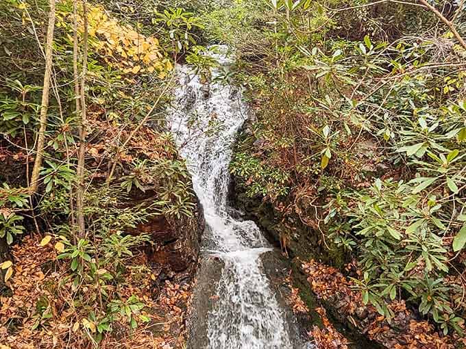 Luke's Falls doesn't roar&mdash;it chuckles, tumbling through rhododendron tunnels. A hidden woodland treasure that rewards those willing to venture off the main path.