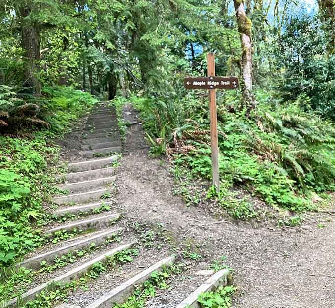 Maple Ridge Trail beckons with steps that promise, "The view at the top is worth every complaint your knees will make tomorrow."