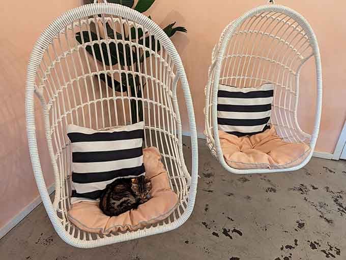 These hanging rattan chairs are perfect for humans seeking zen, or cats plotting their next nap location.