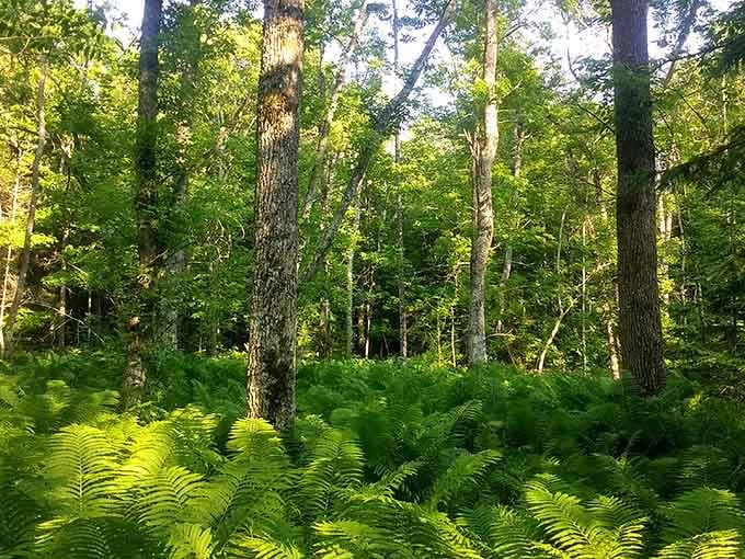 Ferns carpet the forest floor in a green so vibrant it makes your eyes happy.
