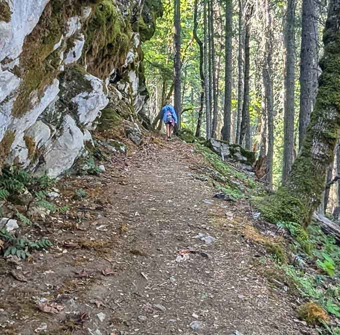 The forest trails surrounding the caves offer their own rewards, with old-growth beauty at every turn along the path.